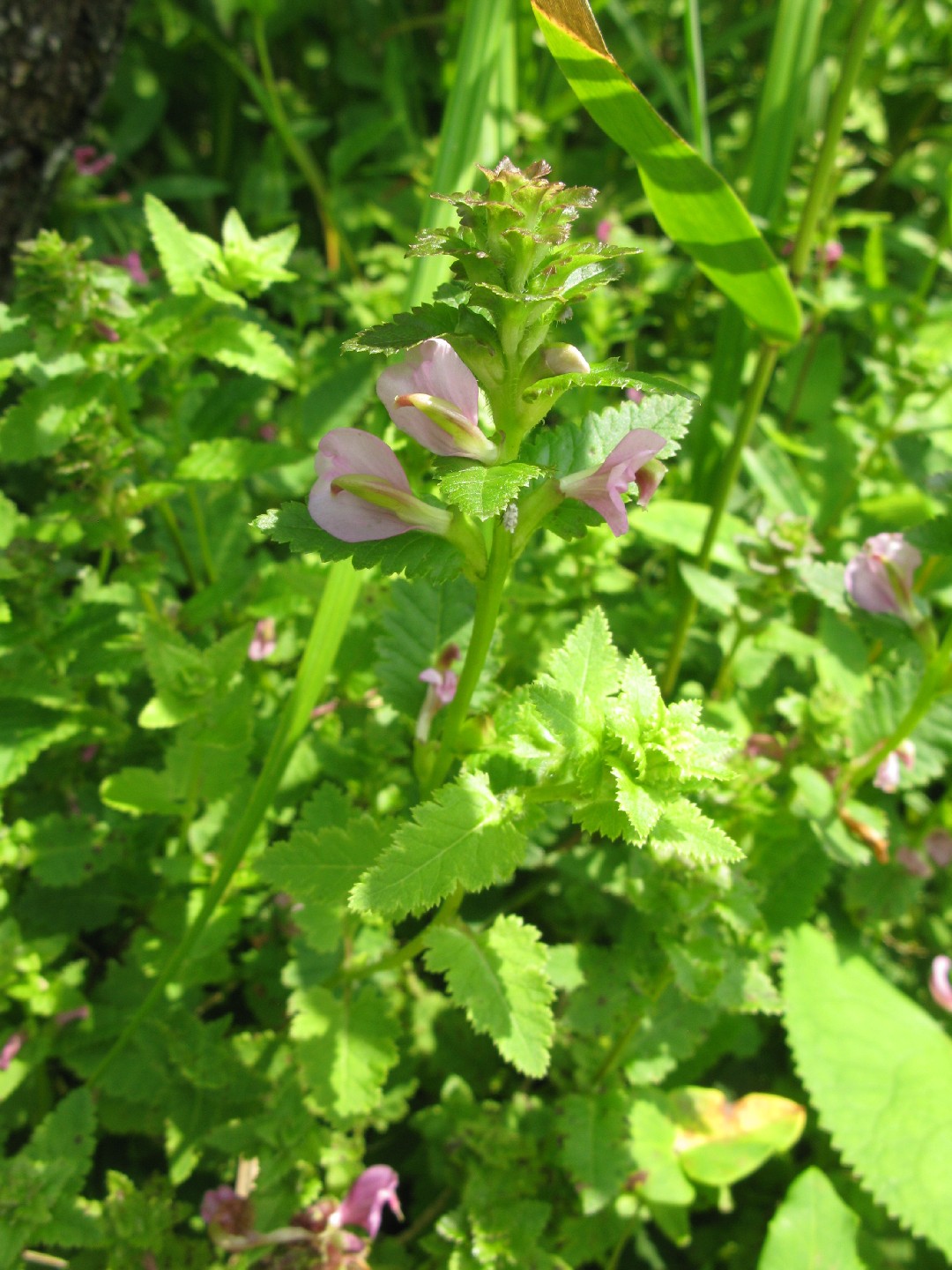 Lousewort (Pedicularis resupinata) Flower, Leaf, Care, Uses - PictureThis