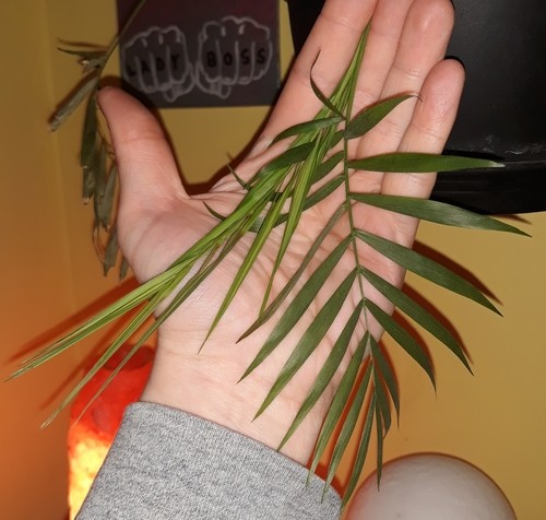 Areca (Dypsis lutescens) - PictureThis