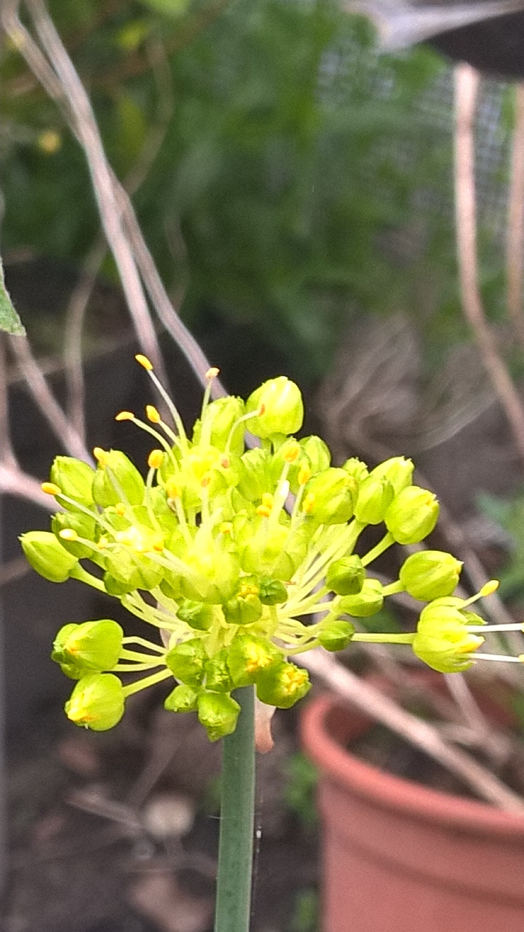 Allium obliquum - PictureThis