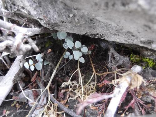 Ítamo real (Pellaea cordifolia) - PictureThis