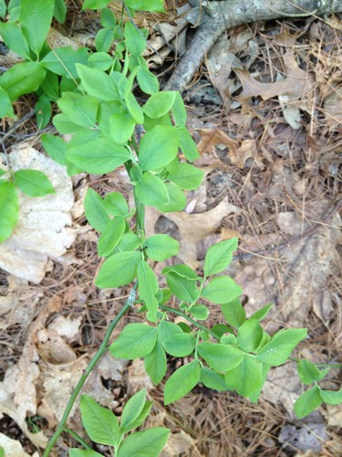Hillside Blueberry (Vaccinium pallidum) Flower, Leaf, Care, Uses ...