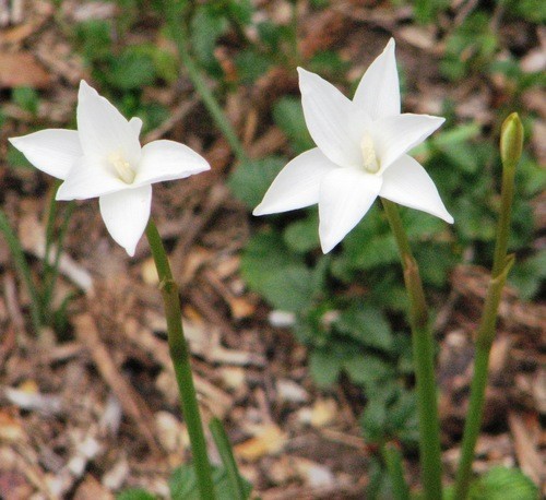 Evening rainlily (Zephyranthes chlorosolen) Flower, Leaf, Care, Uses ...