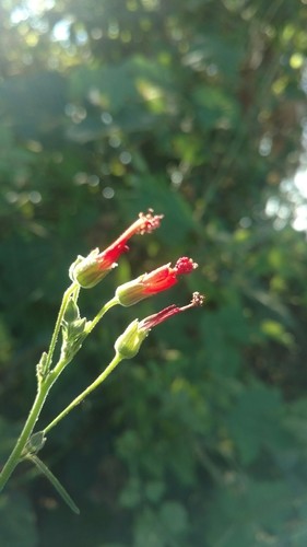 Periptera Care (Watering, Fertilize, Pruning, Propagation) - PictureThis