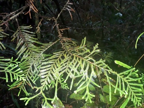 Libocedrus bidwillii - PictureThis