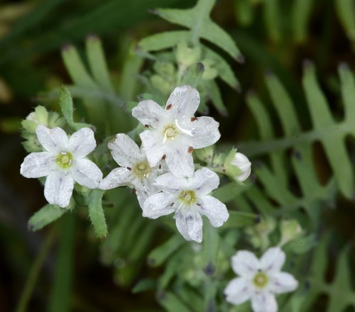 White fiesta flower (Pholistoma membranaceum) Flower, Leaf, Care, Uses ...