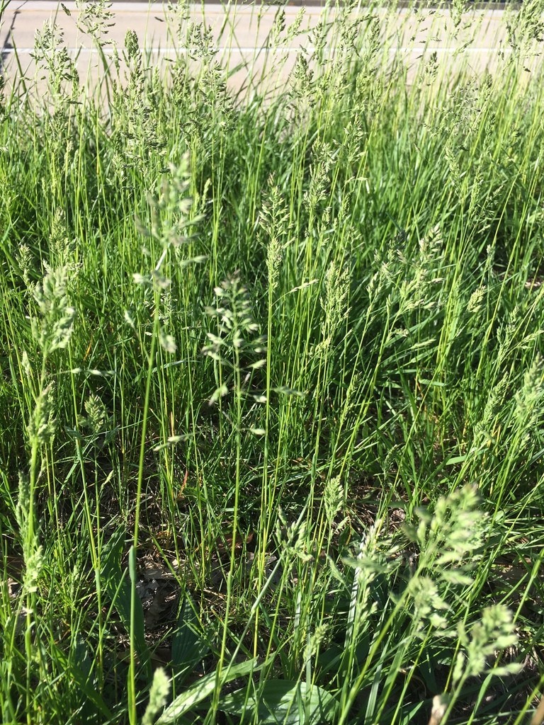 Kentucky Bluegrass Flower