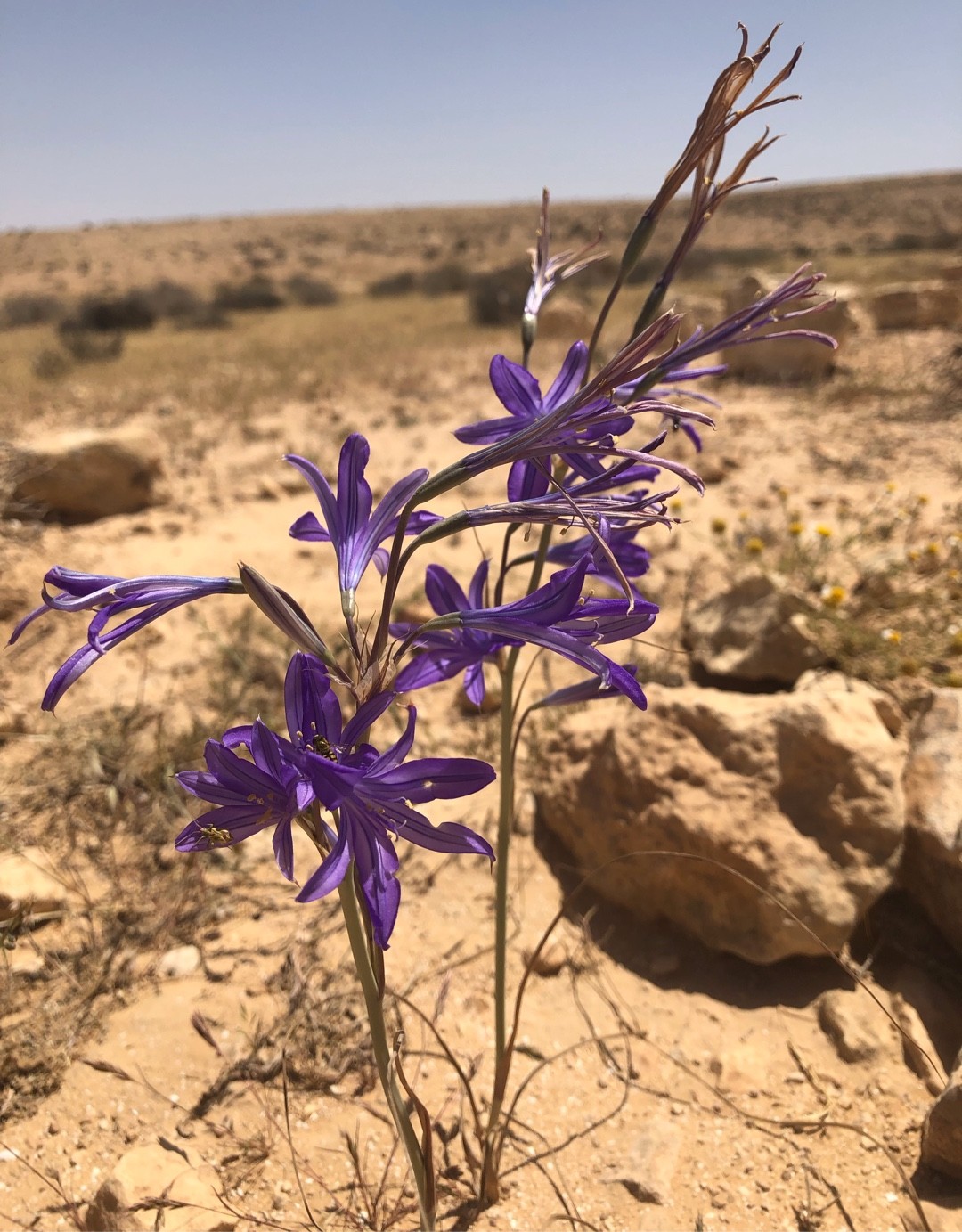 Ixiolirion tataricum - PictureThis