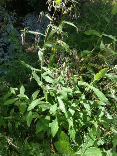 Purple lettuce (Prenanthes purpurea) Flower, Leaf, Care, Uses - PictureThis