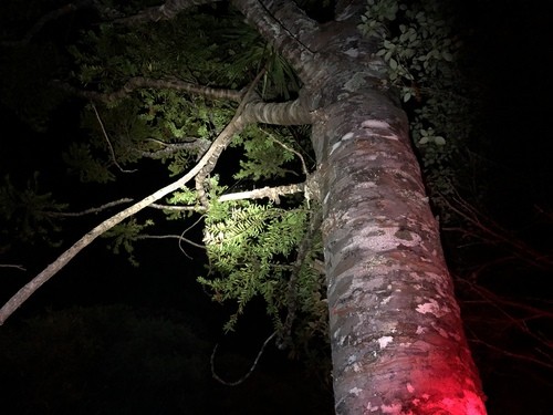 Kauri pine (Agathis australis) Flower, Leaf, Care, Uses - PictureThis