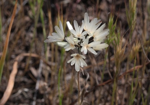 Achyrachaena Care (Watering, Fertilize, Pruning, Propagation) - PictureThis