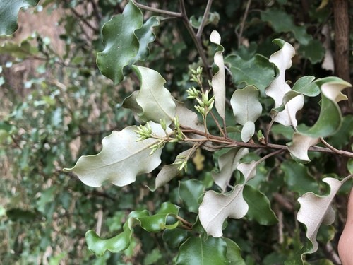 Akeake oro (Olearia paniculata) - PictureThis