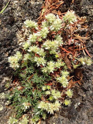 Silvery nailwort (Paronychia argyrocoma) Flower, Leaf, Care, Uses ...