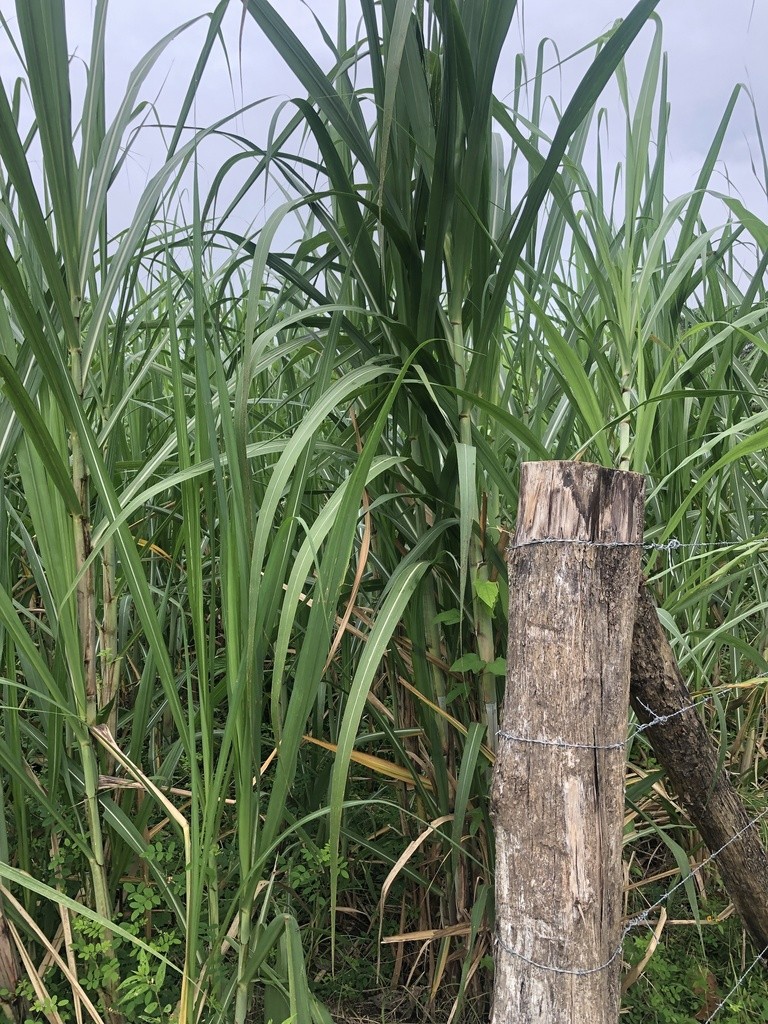 Cañas de azúcar (Saccharum) - PictureThis