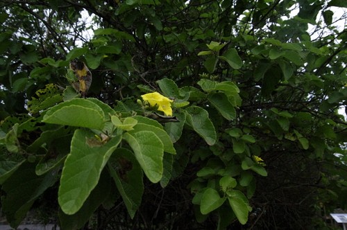 Flor de overo (Cordia lutea) - PictureThis