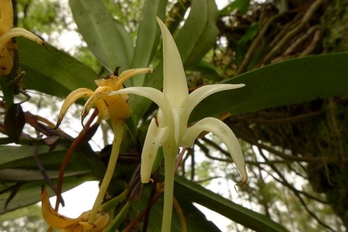 Cyrtorchis Flower, Leaf, Care, Uses - PictureThis