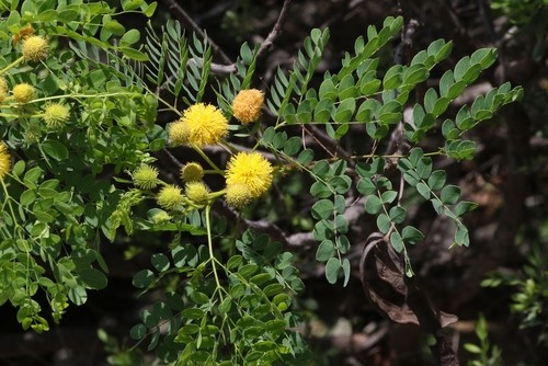 Leucaena retusa - PictureThis