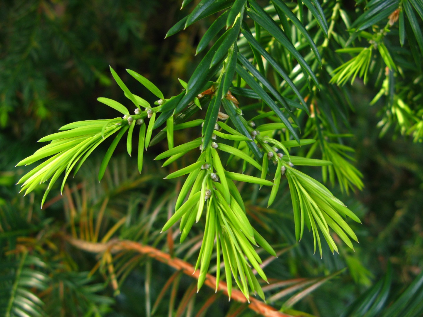 Chinese nutmeg yew (Torreya grandis) Flower, Leaf, Care, Uses - PictureThis