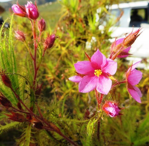 Roridula dentata - PictureThis
