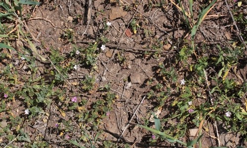 Convolvulus simulans - PictureThis