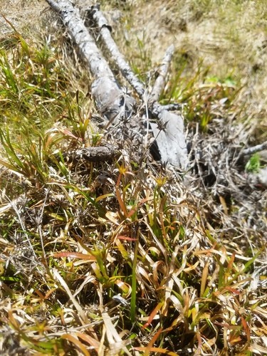Lesser creeping rush (Juncus repens) Flower, Leaf, Care, Uses - PictureThis