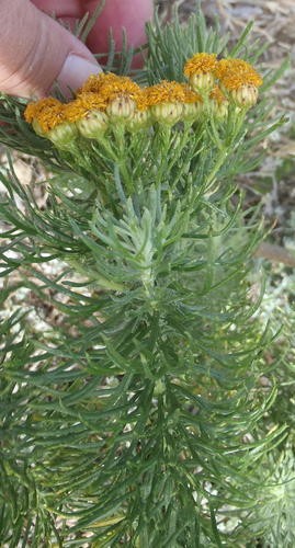 Athanasia crithmifolia - PictureThis