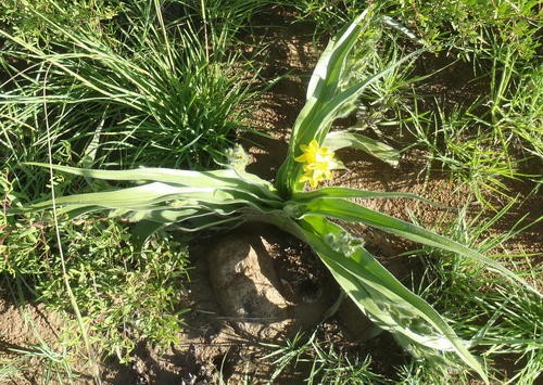 African potato (Hypoxis hemerocallidea) Flower, Leaf, Care, Uses ...
