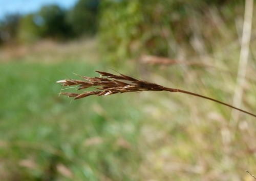 PictureThis - Arthraxon hispidus