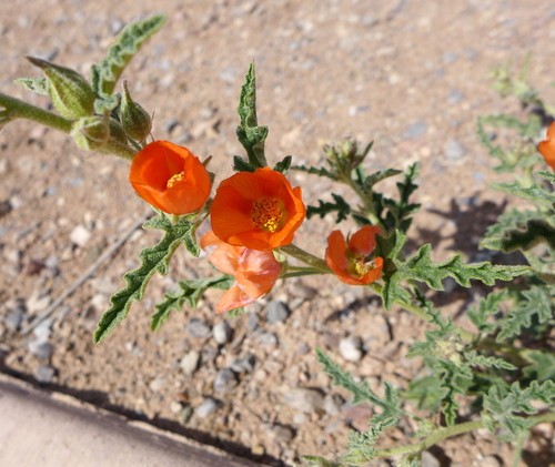 Sphaeralcea hastulata 花言葉，毒性，よくある質問 - PictureThis
