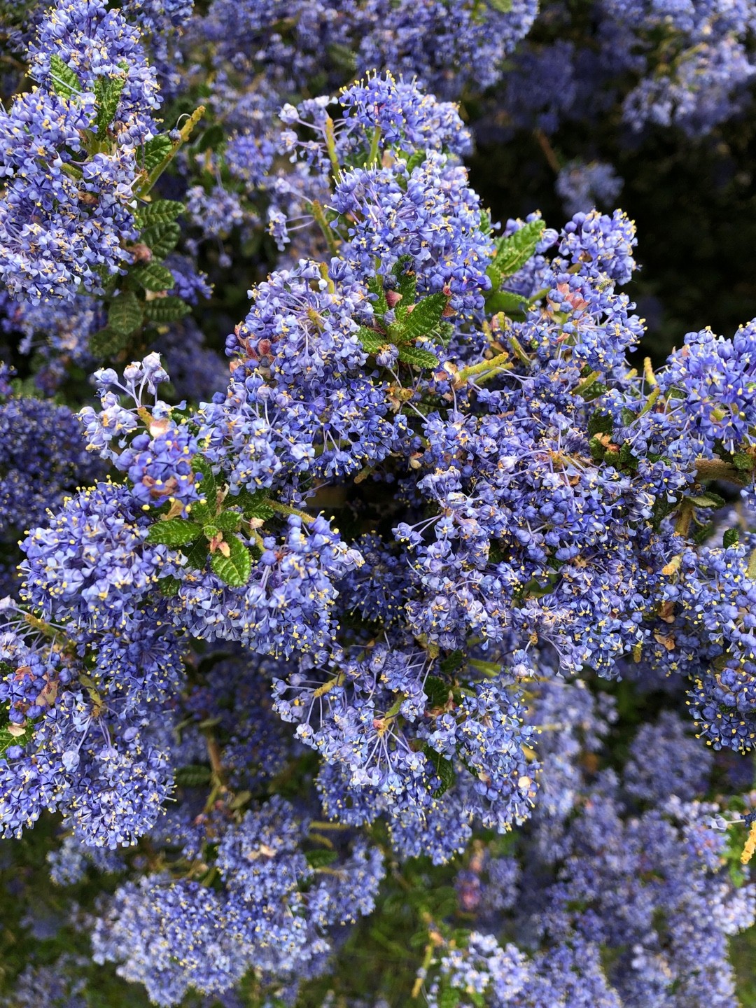 Ceanothus - PictureThis