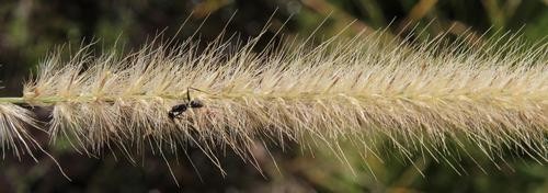 Cenchrus macrourus - PictureThis