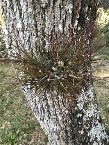 Southern needleleaf (Tillandsia setacea) Flower, Leaf, Care, Uses ...