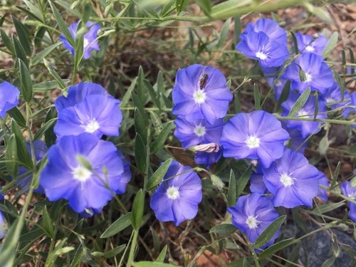 Evolvulus arizonicus - PictureThis