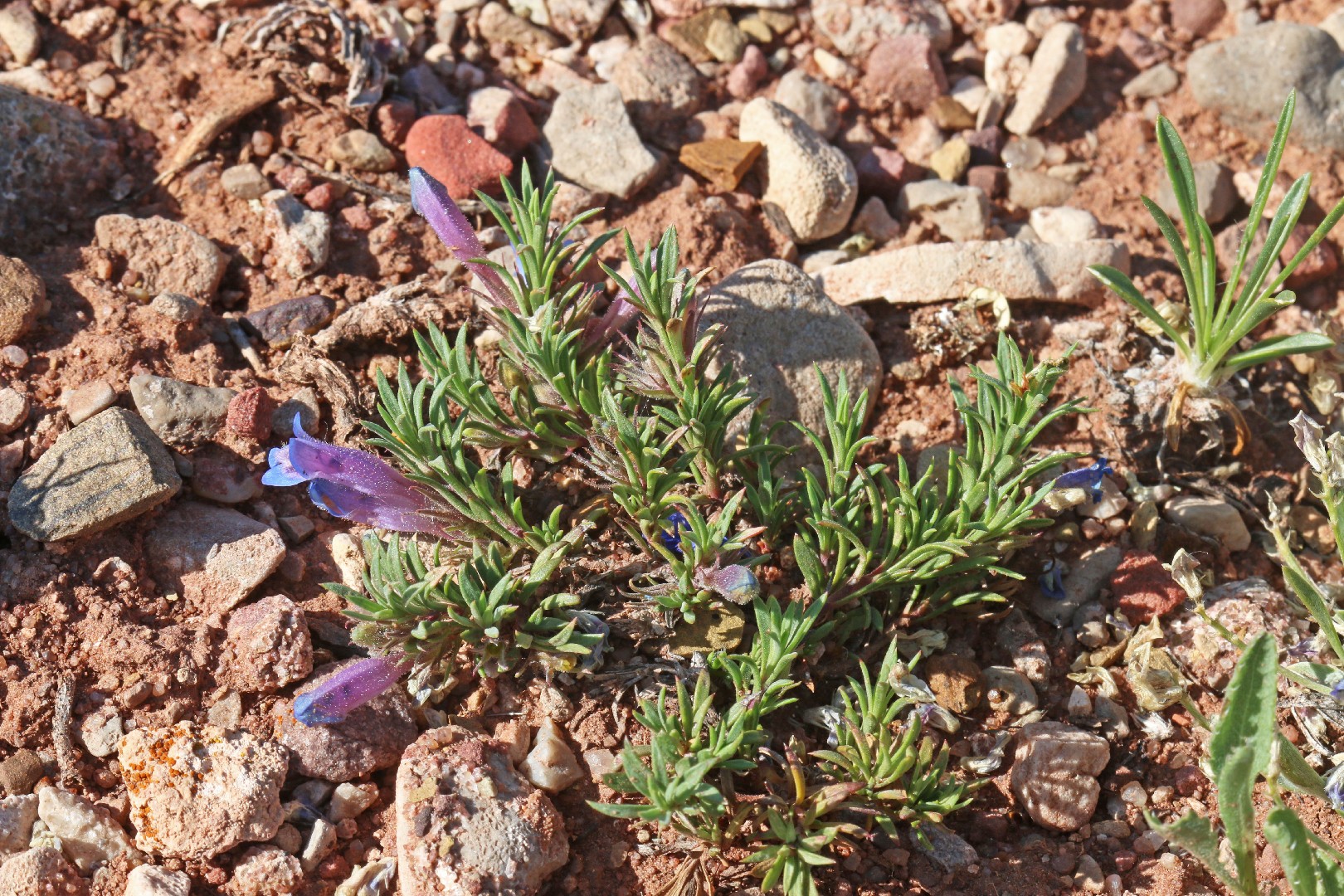 Penstemon caespitosus - PictureThis