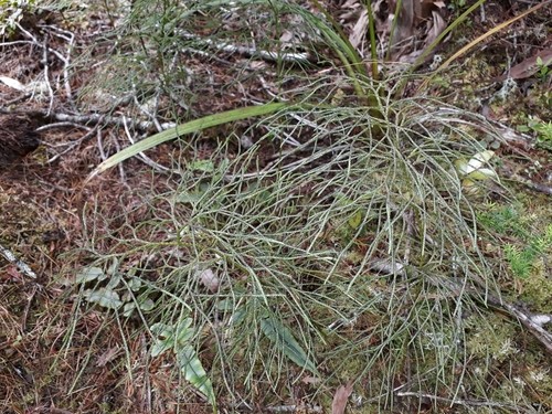 Bushy clubmoss (Pseudolycopodium densum) Flower, Leaf, Care, Uses ...