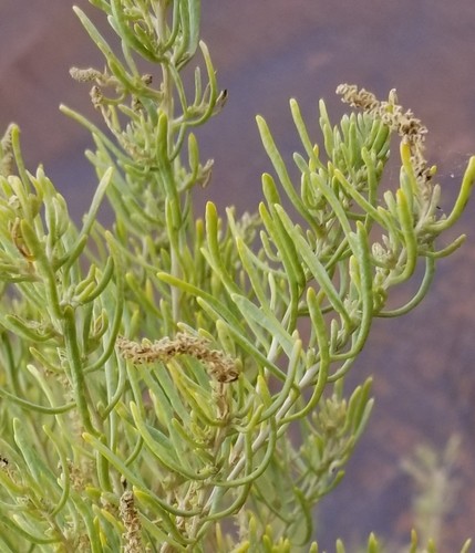 Greasewood (Sarcobatus vermiculatus) Flower, Leaf, Care, Uses - PictureThis