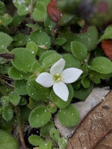 Roundleaf bluet (Houstonia procumbens) Flower, Leaf, Care, Uses ...
