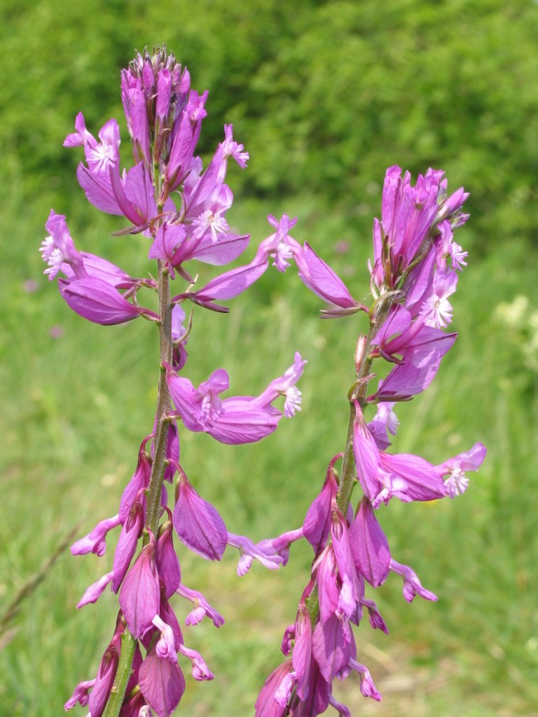 Polygala major - PictureThis