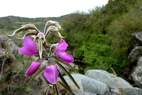 Collaea - PictureThis