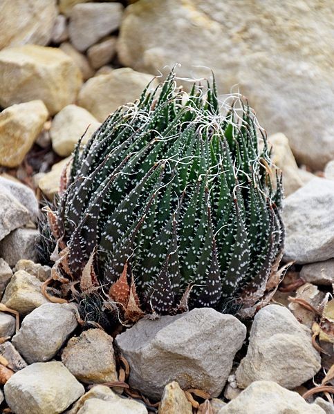 Aristaloe aristata - PictureThis