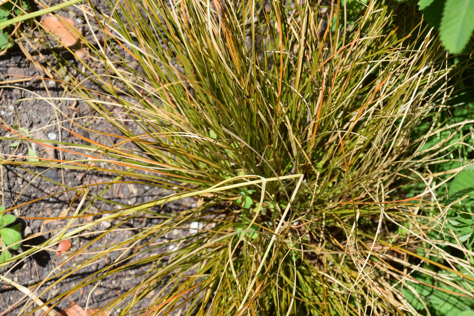 How to Plant and Grow Sedge(Carex testacea)