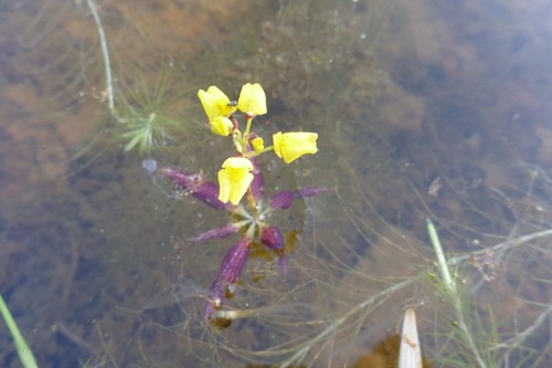 Utricularia muelleri - PictureThis