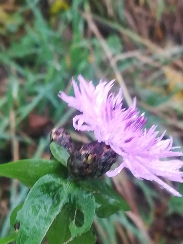 Centaurée noirâtre (Centaurea nigrescens) - PictureThis
