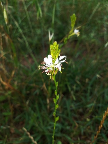 Oenothera suffulta - PictureThis