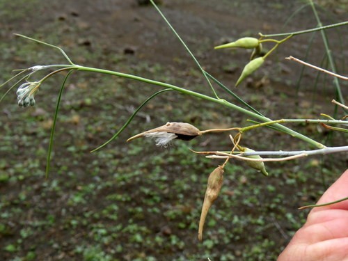 Gomphocarpus filiformis - PictureThis