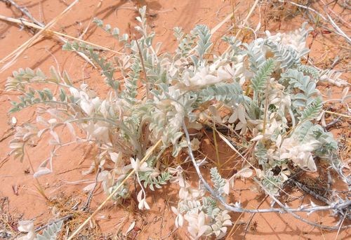 Woolly Locoweed (Astragalus mollissimus) Flower, Leaf, Care, Uses ...