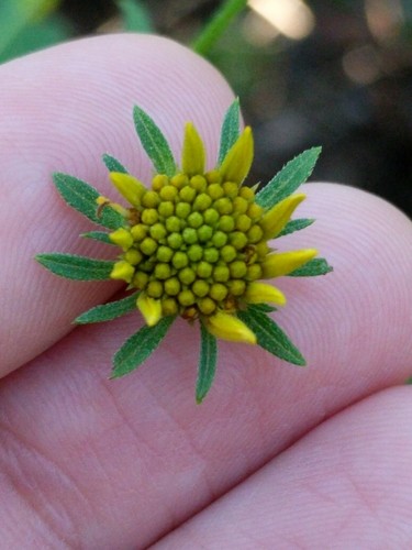 Chamiso (Viguiera dentata) - PictureThis