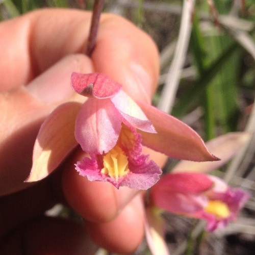 Bletia - PictureThis