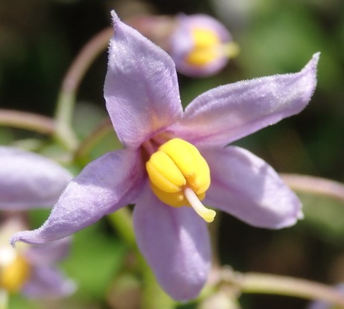 Solanum africanum 照顧，種植，繁殖，開花時間 - PictureThis