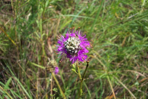 Trébol de la pradera compacto (Dalea compacta) - PictureThis