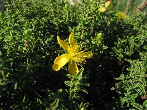 Majorca St. John's wort (Hypericum balearicum) Flower, Leaf, Care, Uses - PictureThis